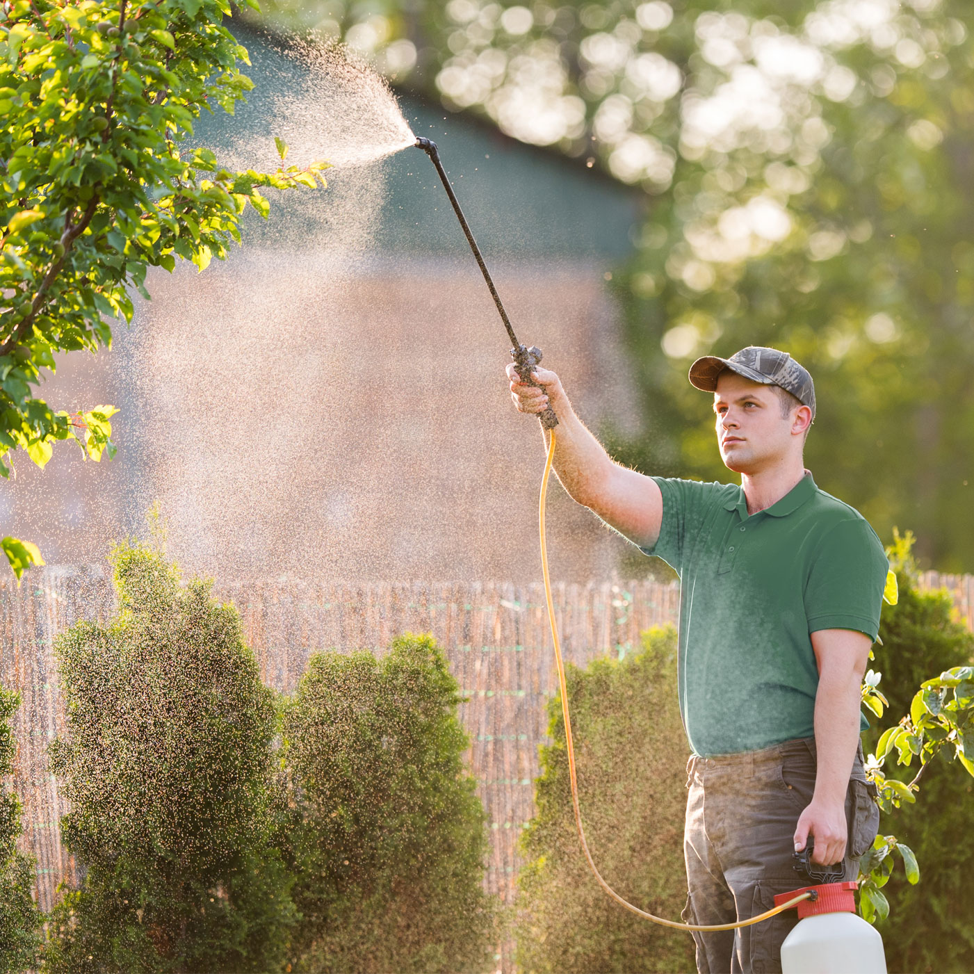 Tree & Shrub Care – Beauty Lawn
