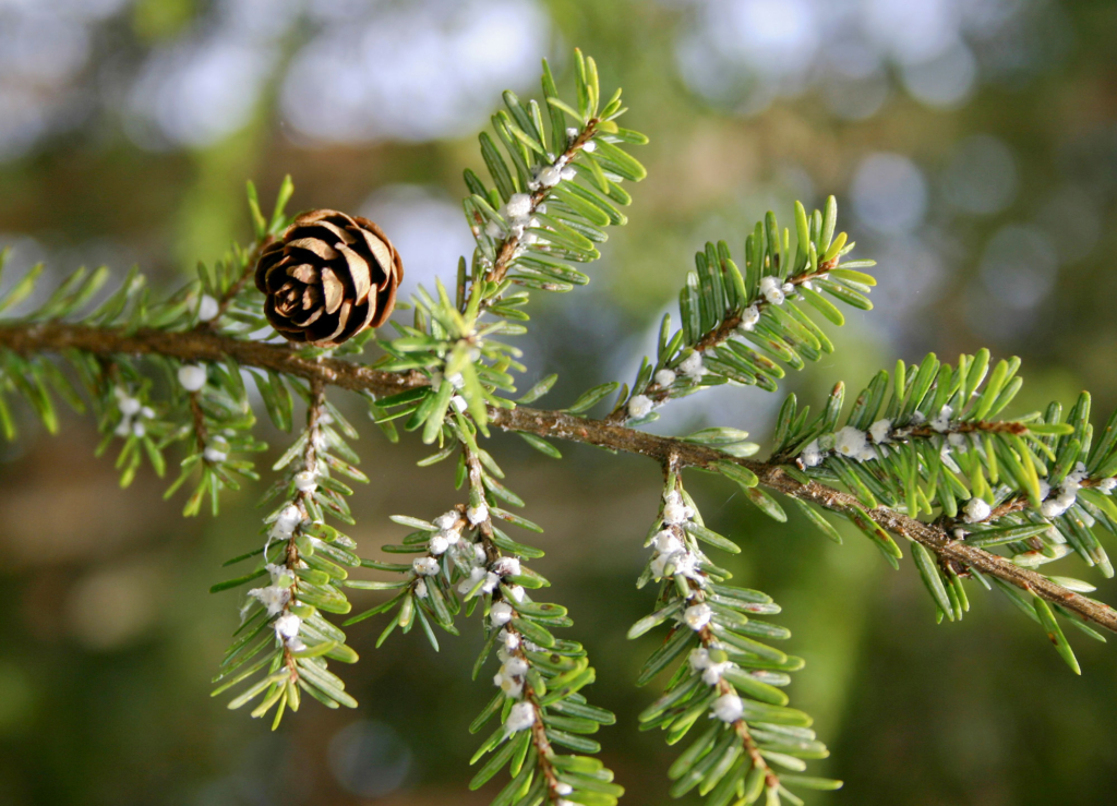 Hemlock Wooley Adelgid – Beauty Lawn